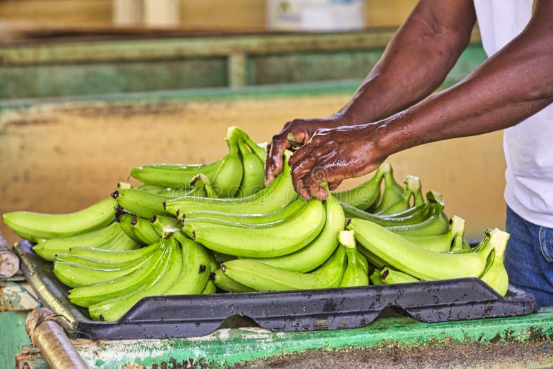 Black Man Worker Preparing To Pack Bananas in a Factory Stock Image ...