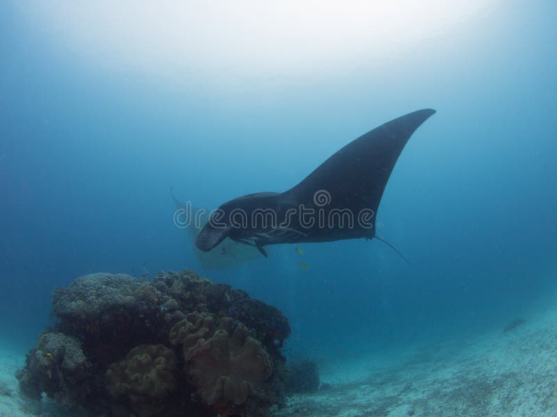 Flying Manta Above Paradise Sea. Discover New World Stock Image - Image ...