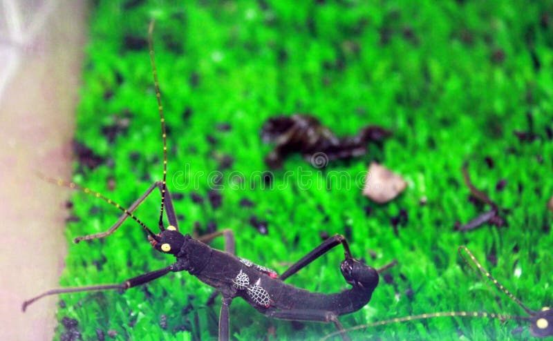 Black Mantis on Green Grass Stock Image - Image of insect, people: 98291353