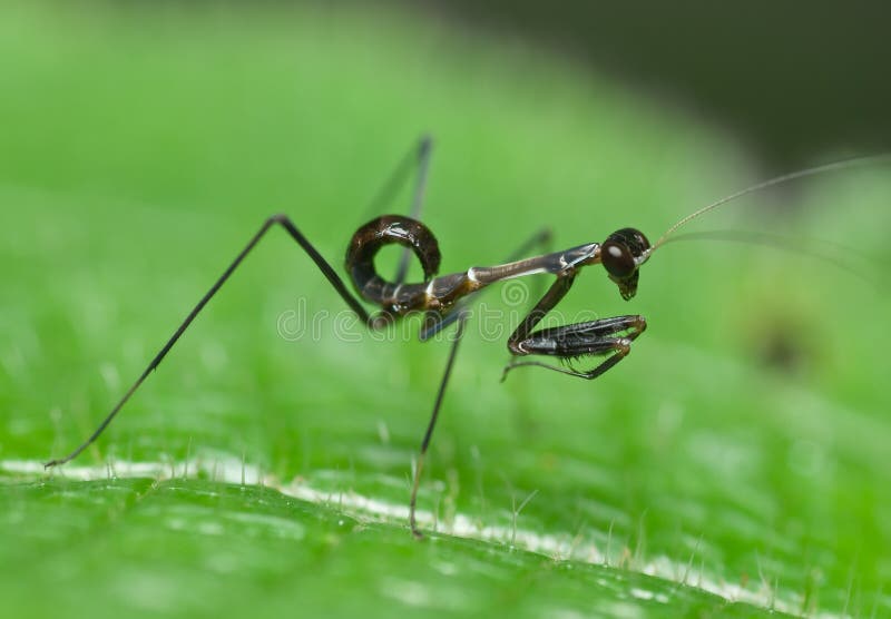 A black mantis nymph stock image. Image of wildlife, nymph - 7095297
