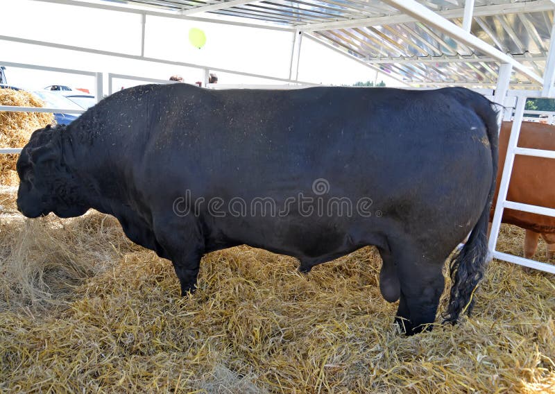 Black Aberdeen Angus Beef Cattle Grazing In Southern England UK Stock ...