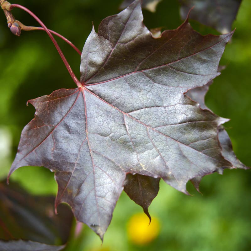 Black maple holly leaf stock photo. Image of streaks - 201829052