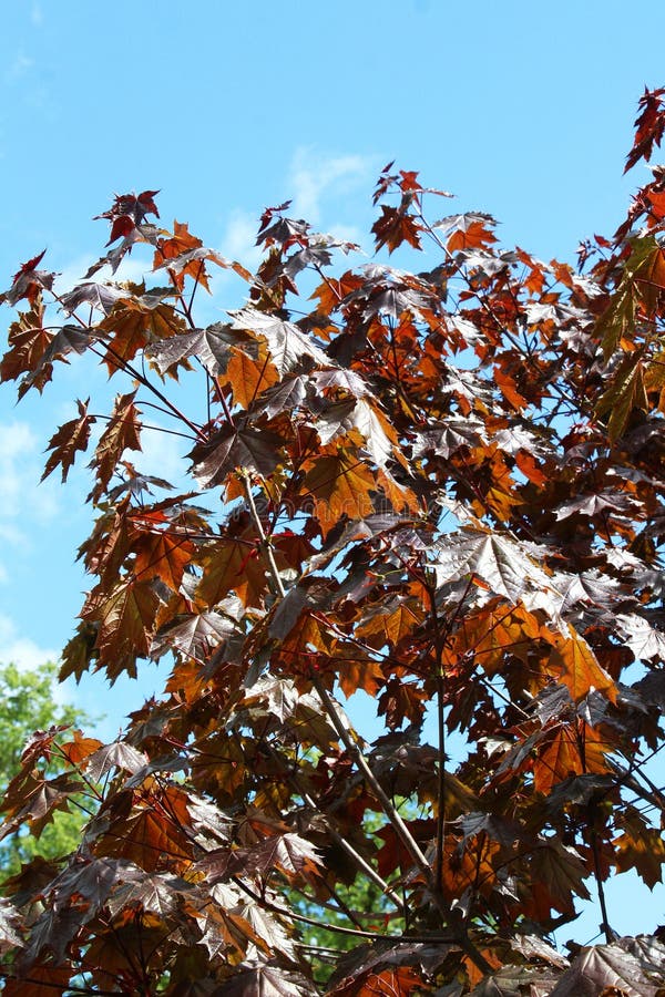 Black Maple Trees (Acer Nigrum) are Used in Landscape Design Stock ...