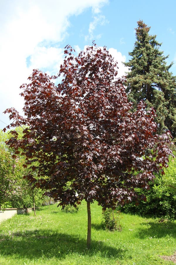 Black Maple Trees (Acer Nigrum) are Used in Landscape Design Stock Photo - Image of pattern ...