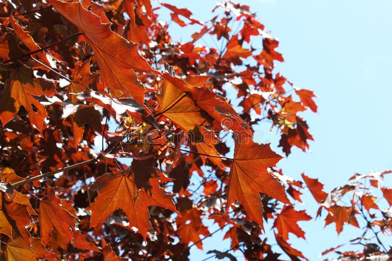Black Maple Trees (Acer Nigrum) are Used in Landscape Design Stock ...