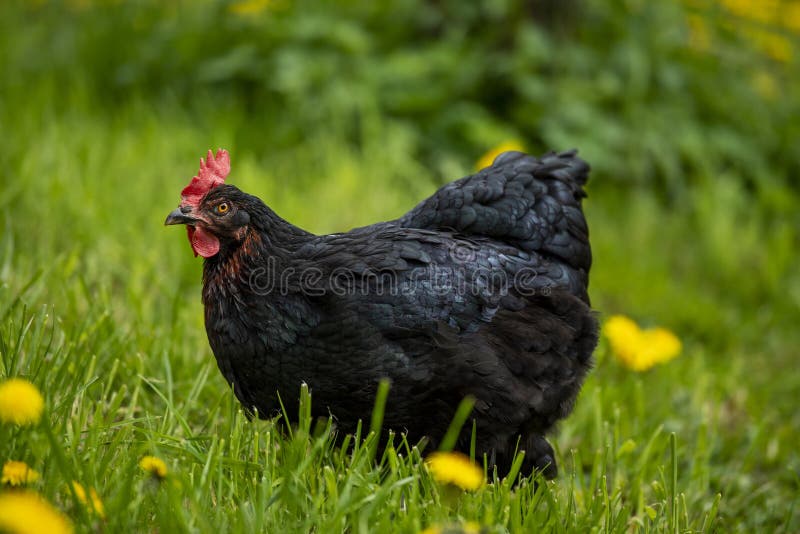 Marans Hen in a Spring Meadow Stock Photo - Image of bird, dandelion ...