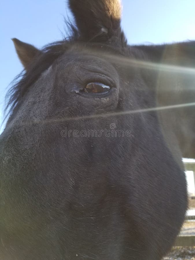 Black Horse, Side Black Mare Looking Down at Camera, Light Reflection ...
