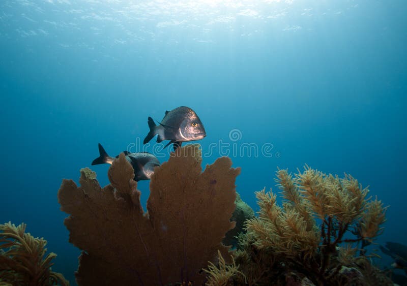 Black Margate fish stock image. Image of life, living - 16004521