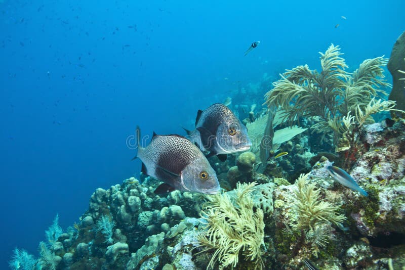 Black Margate fish stock photo. Image of coral, roatan - 16643074