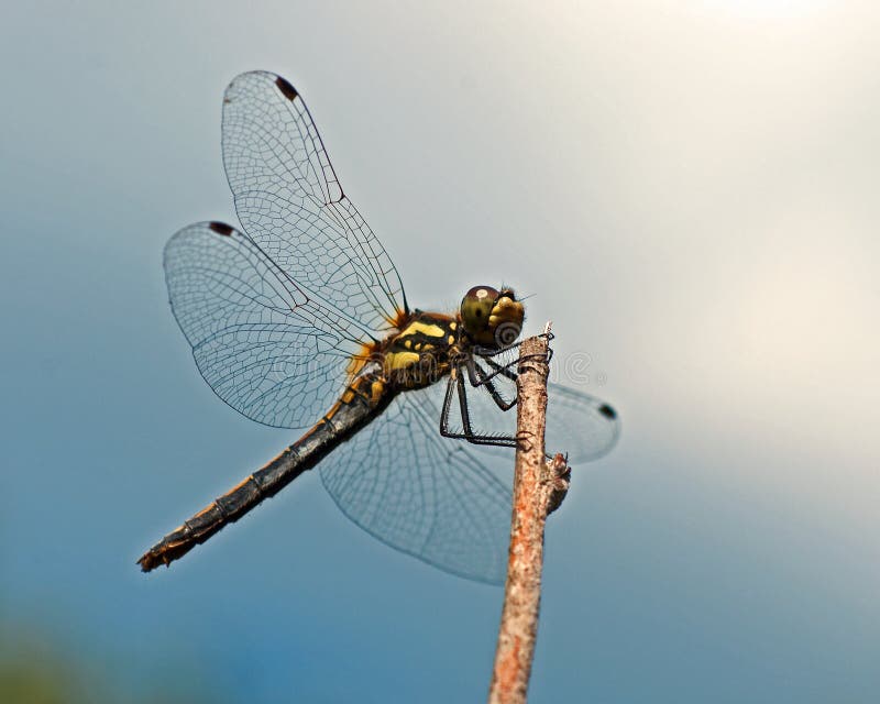 Black Meadowhawk, Sympetrum Danae Stock Image - Image of side, nature ...