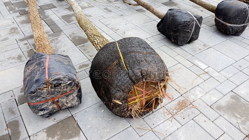 A Black Mesh Wrapped Around the Roots of a Tree Stock Image - Image of ...