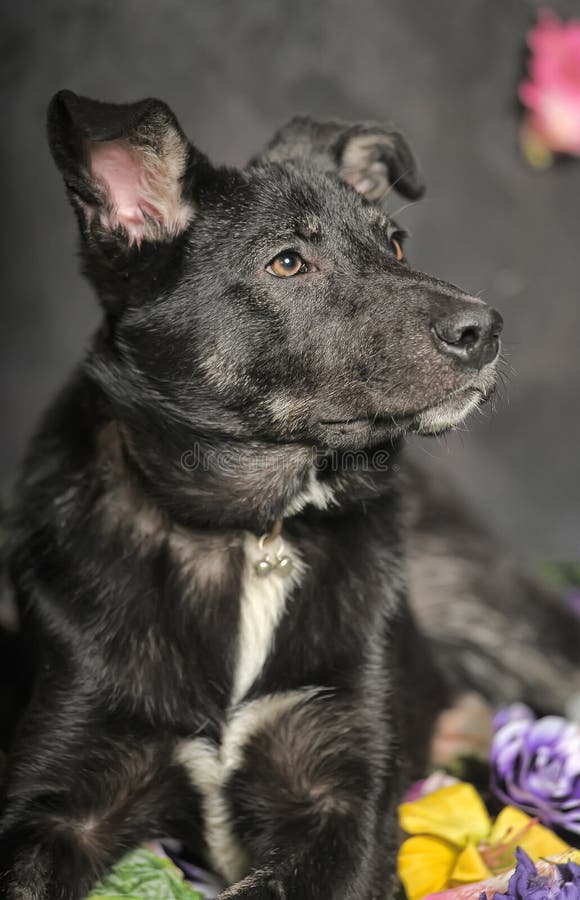 Black Mestizo Dog on a Dark Background Stock Image - Image of quiet ...