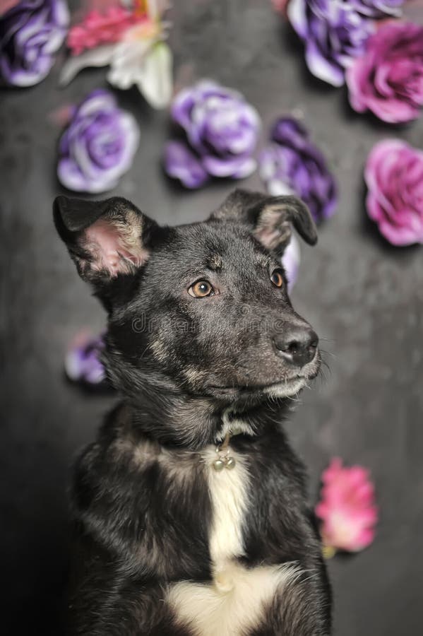 Black Mestizo Dog on a Dark Background Stock Image - Image of quiet ...