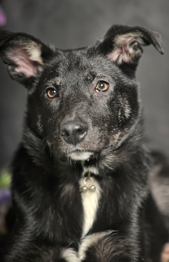 Black Mestizo Dog on a Dark Background Stock Image - Image of quiet ...