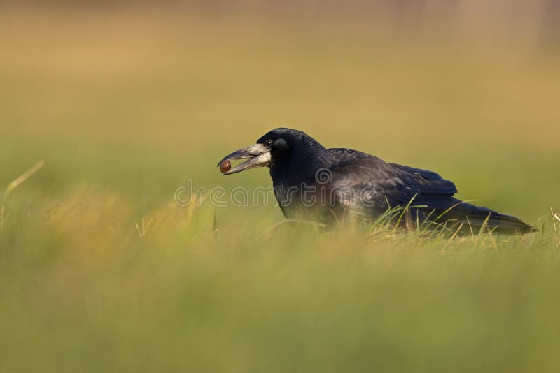A Rook Foraging with a Hazelnut in Its Beak. Stock Image - Image of ...