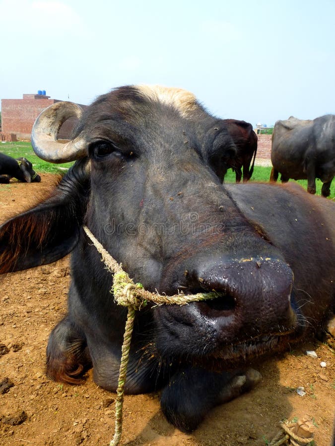 Black Milk Buffalo stock photo. Image of animal, nature - 18980208