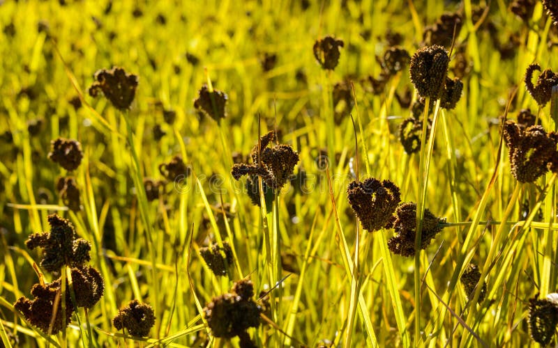 Black millet field stock image. Image of agronomy, cultivation - 37748665
