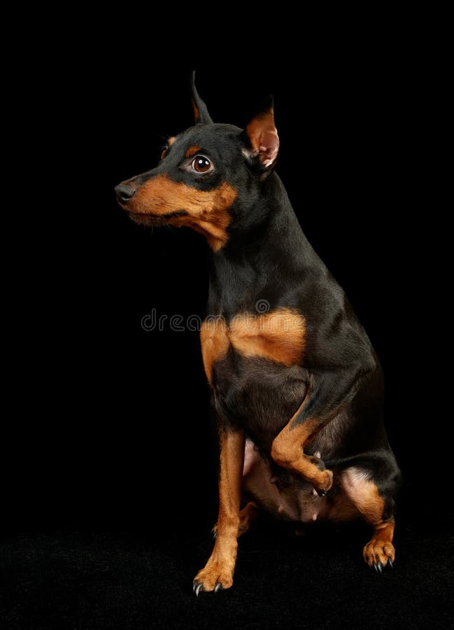Black Miniature Pinscher stock image. Image of cutie - 15603049