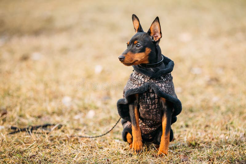 Black Miniature Pinscher Pincher Stock Image - Image of pincher, brown ...