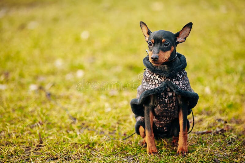 Black Miniature Pinscher Pincher Stock Photo - Image of friend, brown ...