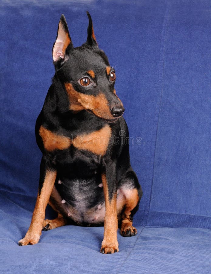 Miniature Pinscher on Blue Background Stock Image - Image of graceful ...