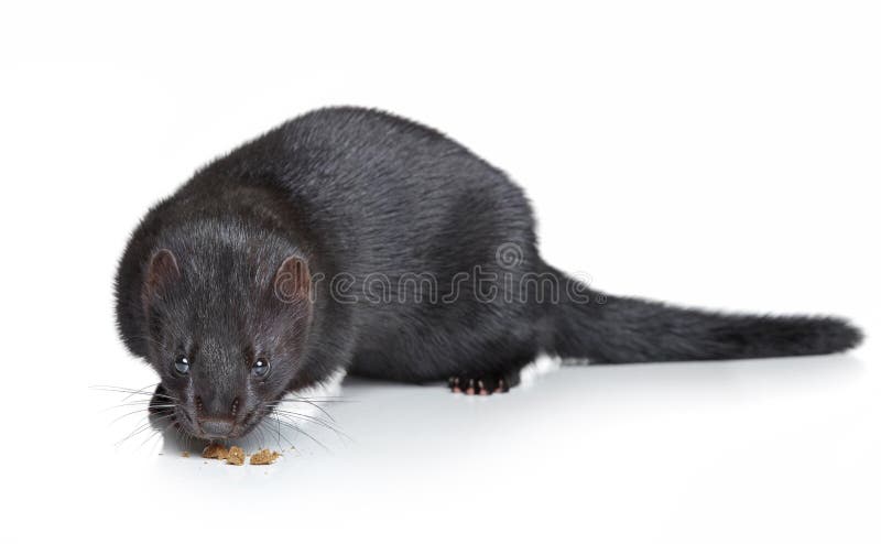 Black Mink on White Background Stock Photo - Image of studio, wildlife ...