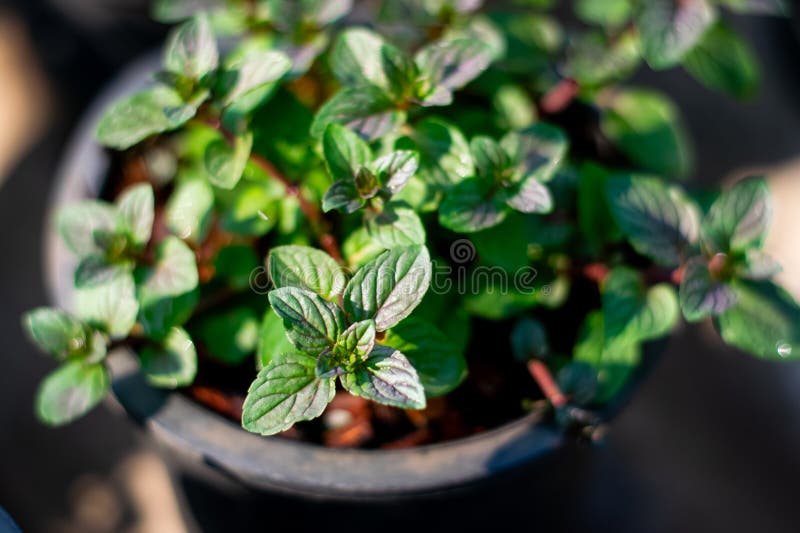Black Mint Growing in Organic Farm Stock Image - Image of agriculture ...