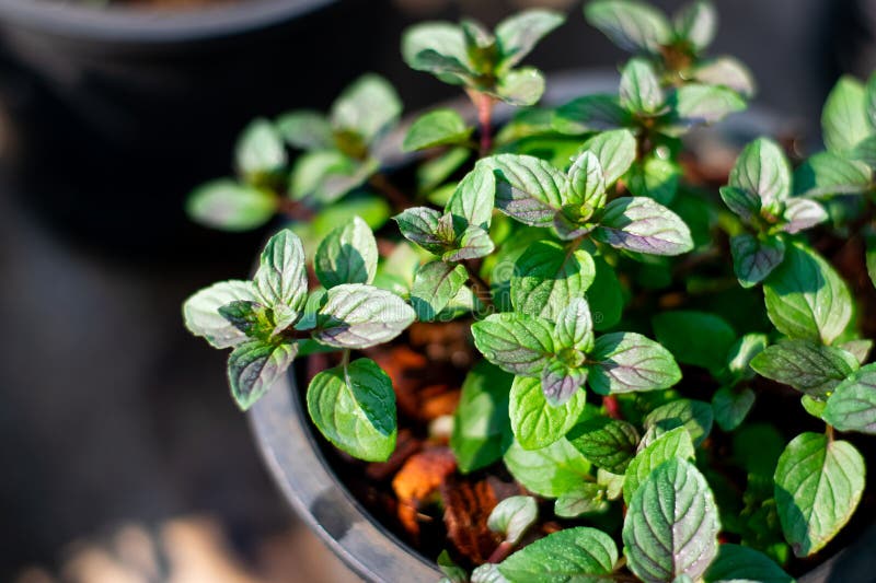 Black Mint Growing in Organic Farm Stock Image - Image of food ...