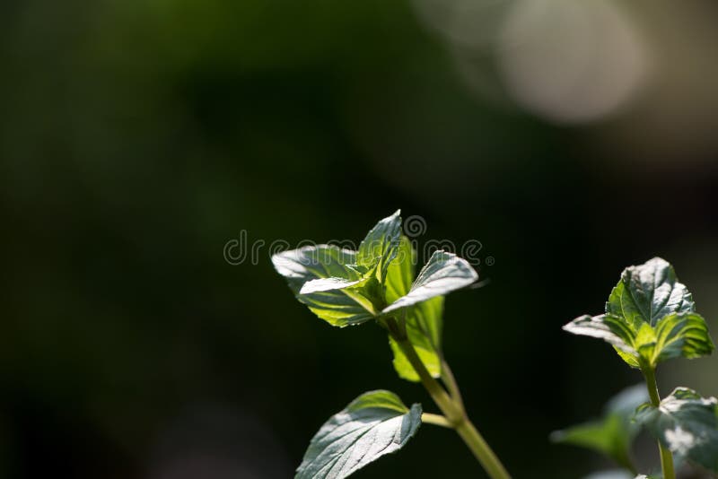 Black Mint Trees on Nature Background Stock Image - Image of mint, herb ...