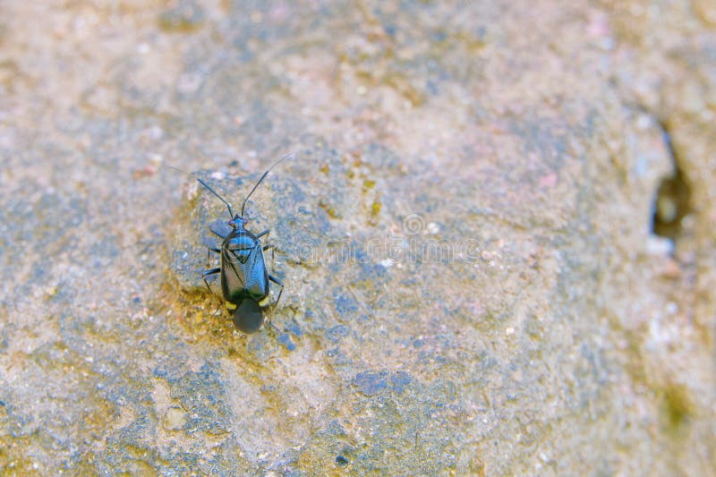 Miridae stinkbug stock photo. Image of life, hemiptera - 271857246