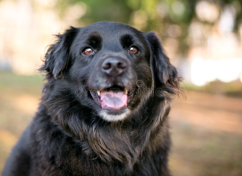 A Mixed Breed Dog Panting and Looking Up at the Camera Stock Photo ...