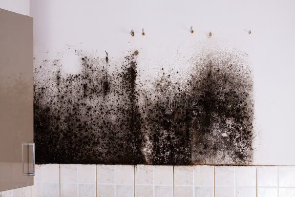 Black mould stock photo. Image of health, asthma, mold - 65659764
