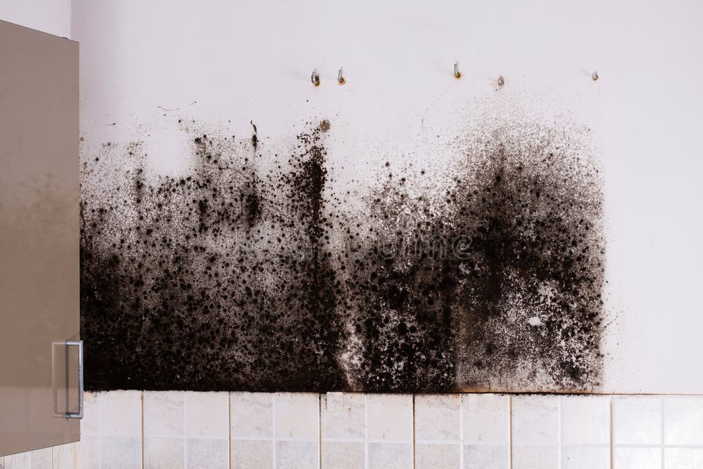 Black mould stock photo. Image of health, asthma, mold - 65659764