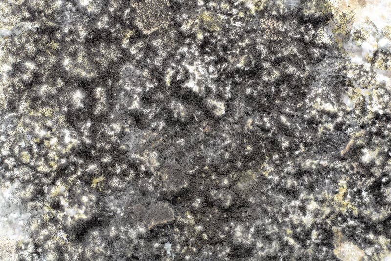 249 Toxic Foods Stock Photos - Free & Royalty-Free Stock Photos from ...