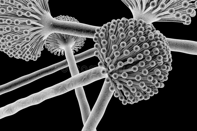 Black Mold Fungi Stock Illustrations – 595 Black Mold Fungi Stock ...