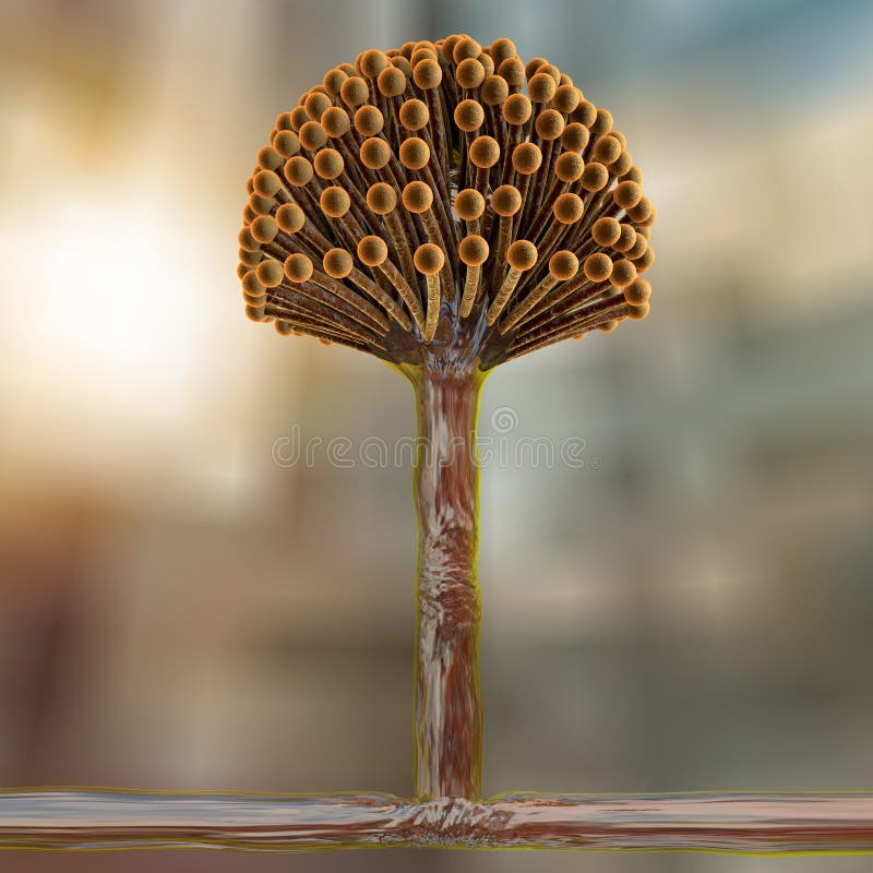 Black Mold Fungi Stock Illustrations – 595 Black Mold Fungi Stock ...