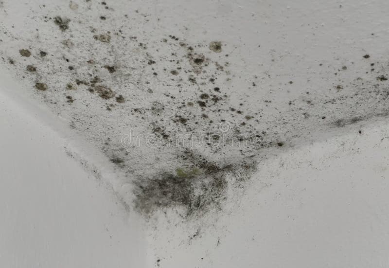 Black Mold Growing on White Ceiling in Corner of Room Stock Photo ...