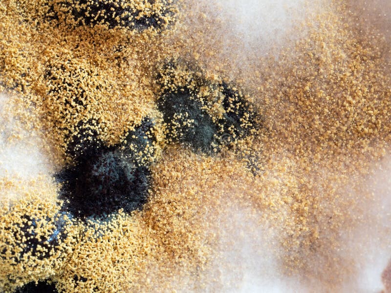 Black Mold. Mold Spores, Macro. Top View Stock Image - Image of ...