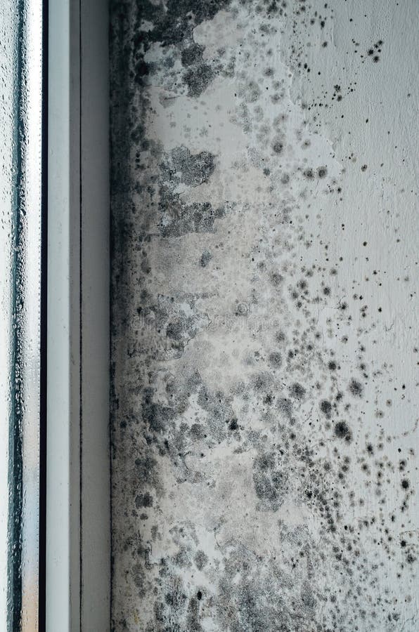 Black Mold Spots on Damp Wall Near Window Frame Indoors Stock Image ...