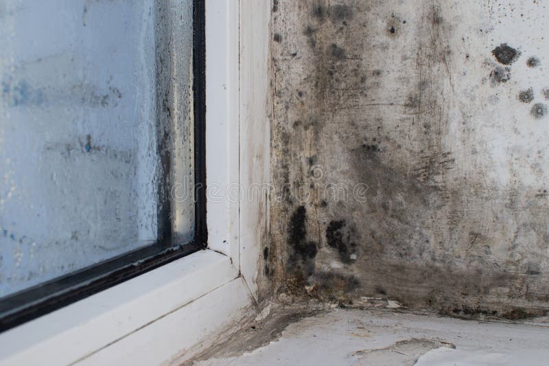 Black mold on the window. stock image. Image of window - 341106709