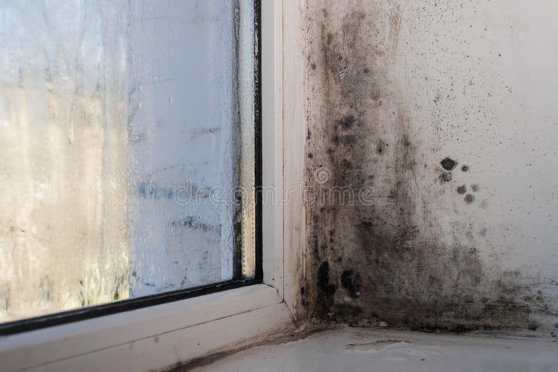 Black mold on the window. stock photo. Image of messy - 316321050