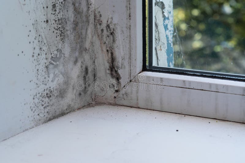 Black mold on the window. stock image. Image of mildew - 389906973
