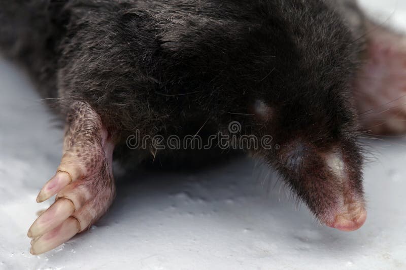 The Black Mole Lies with Spread Legs and Claws Stock Photo - Image of ...
