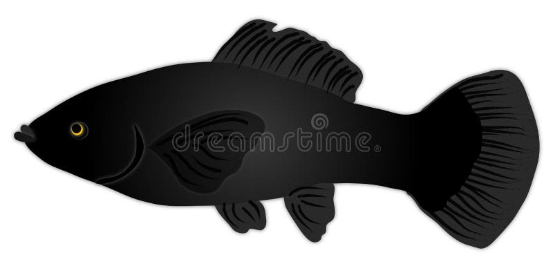 Black Molly Fish stock illustration. Illustration of fishes - 5300605