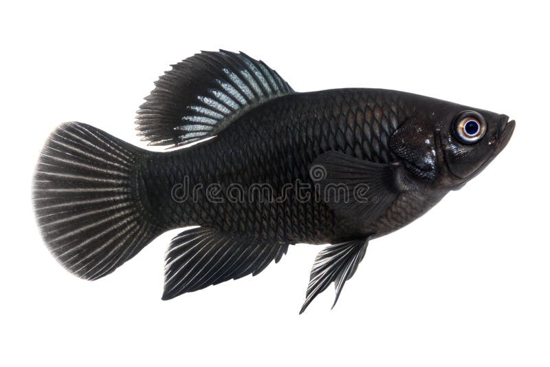 Black Molly Fish Isolated on White Background Stock Photo - Image of ...
