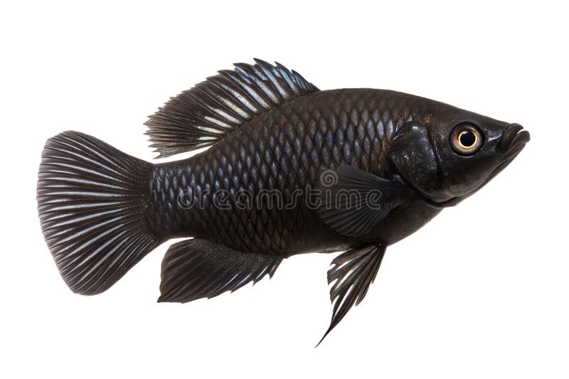 Black Molly Fish Isolated on White Background Stock Image - Image of ...