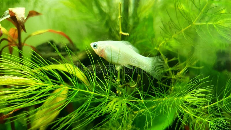 Black Molly Silver in Aquarium Stock Photo - Image of reef, grass ...