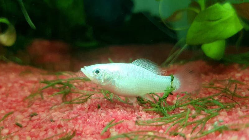 Black Molly Silver in Aquarium Stock Photo - Image of amphibian, green ...