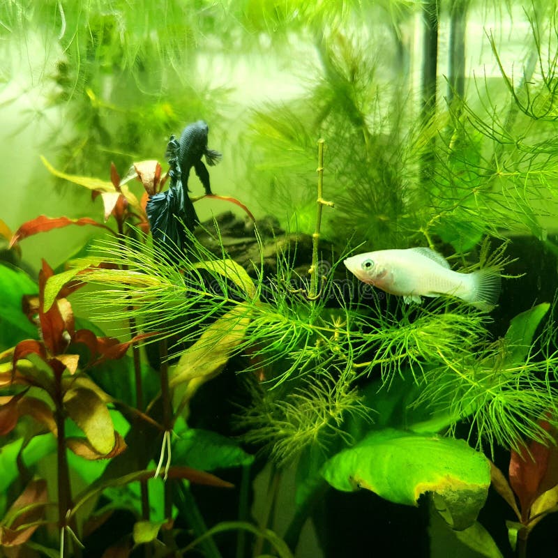 Black Molly Silver in Aquarium Stock Image - Image of aquarium, leaf ...