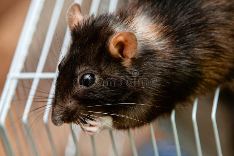 A Black Molting Rat Sits on Top of the Cage. Curious Pet, Rodent Stock ...